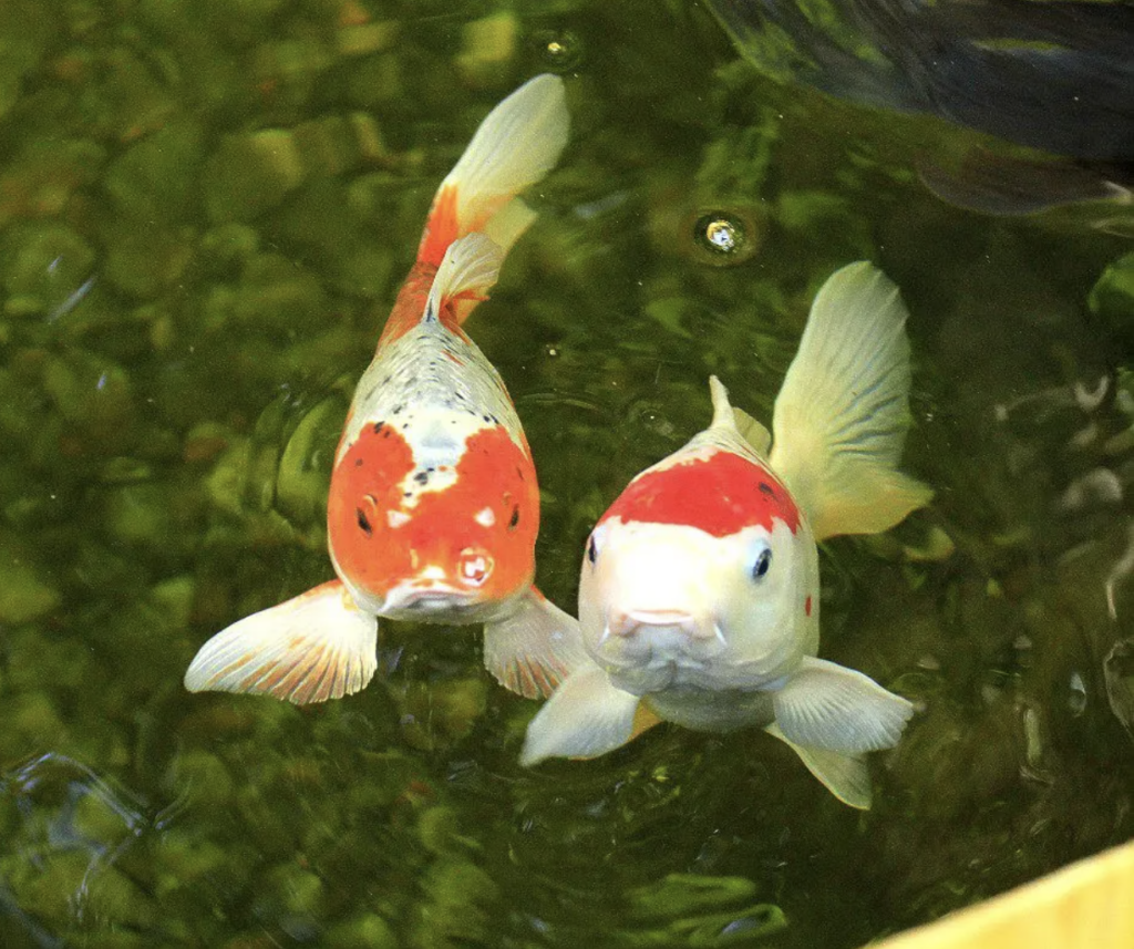 How To Determine The Sex Of A Koi Fish - Damascus Enterprises