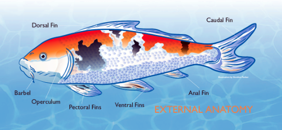 All About Fish Fins - Damascus Enterprises