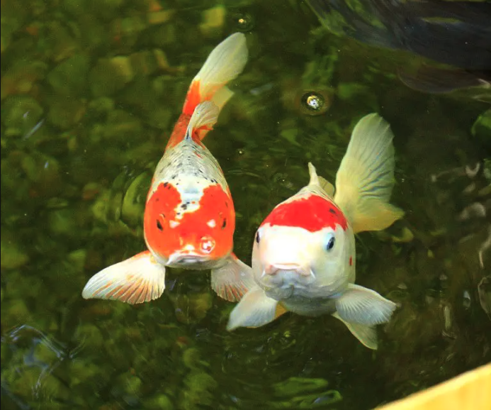 How Big Will My Koi Fish Grow? - Damascus Enterprises