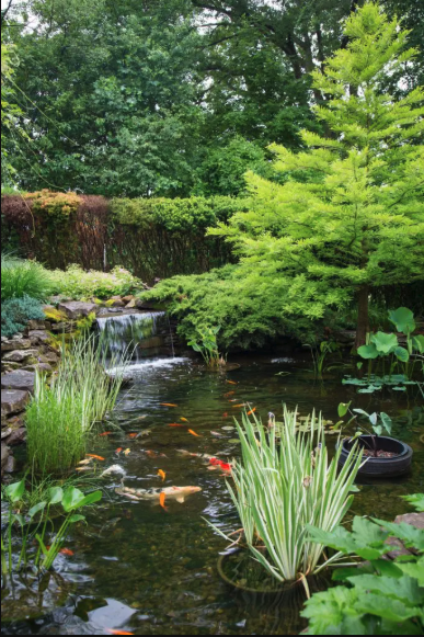 How Many Pond Plants Do You Need? - Damascus Enterprises