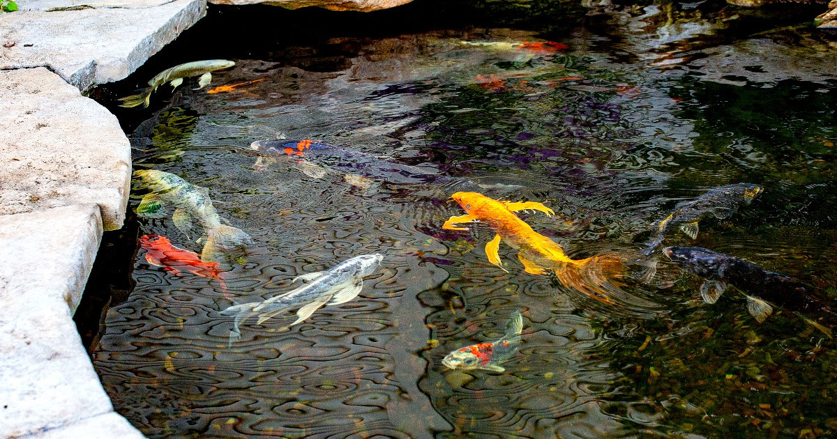 How Do Pond Fish Obtain Oxygen? - Damascus Enterprises